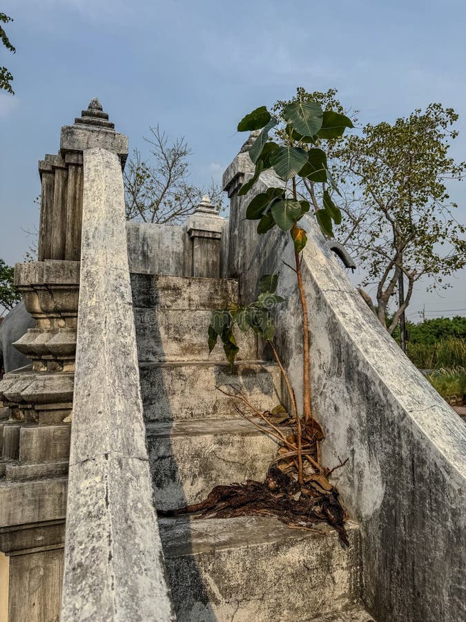 A Young Tree Grows among Overgrown Steps in a Serene, Historic Location ...
