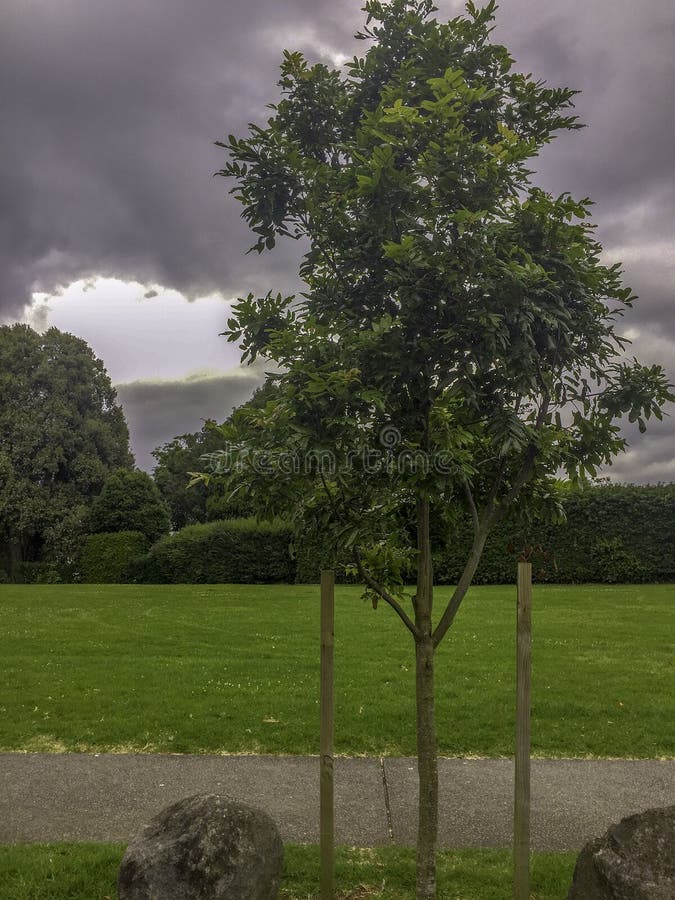 Young Tree with Guide Posts Stock Photo - Image of green, forest: 145150906