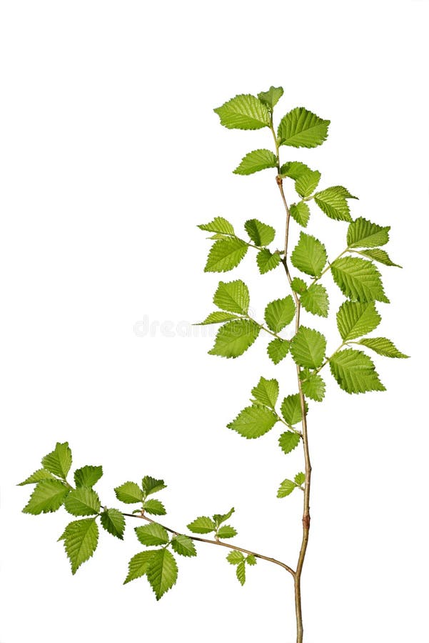 Young tree hazel stock image. Image of leaf, isolated - 30765587
