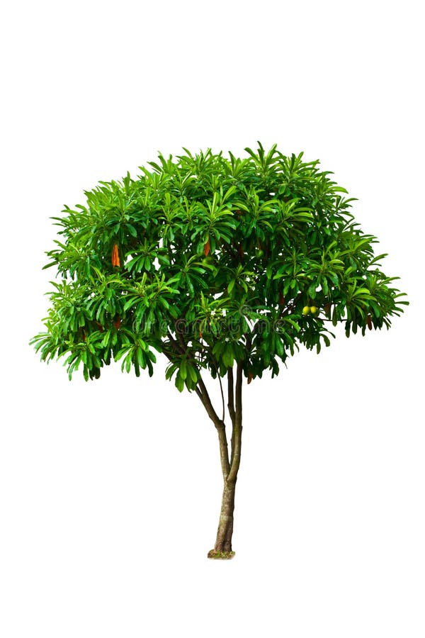 Isolated Champa tree stock photo. Image of ecological - 25460724