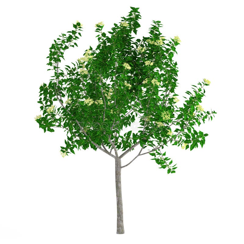 Young tree isolated stock illustration. Illustration of ecological ...