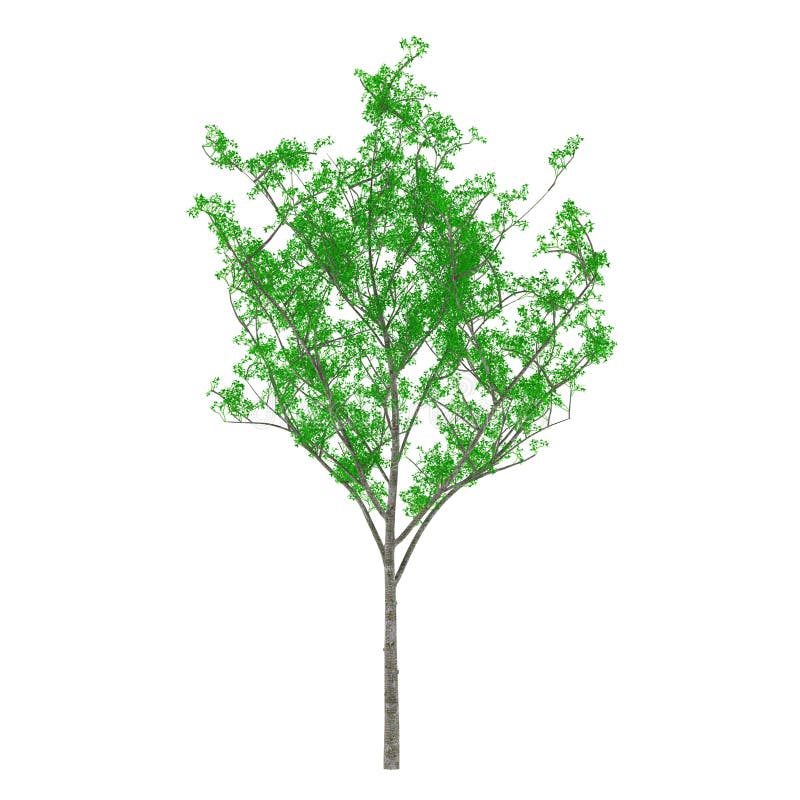 Young tree isolated stock illustration. Illustration of pomegranate ...