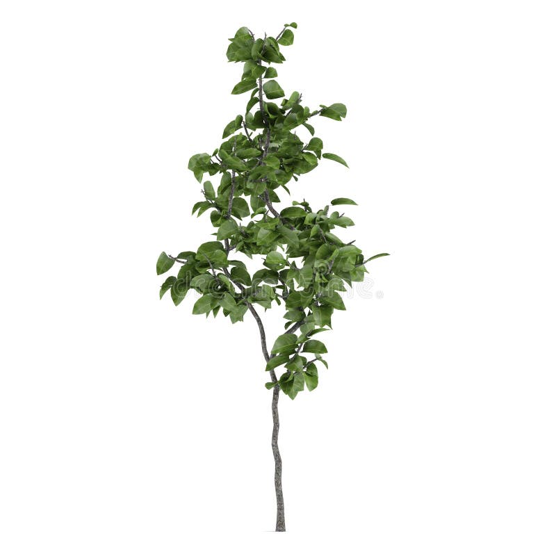 Young tree isolated stock illustration. Illustration of ecological ...