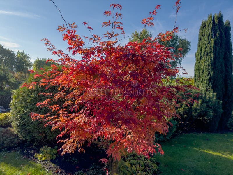 Young Tree of Japanese Maple with Red Leaves in Park Stock Photo ...