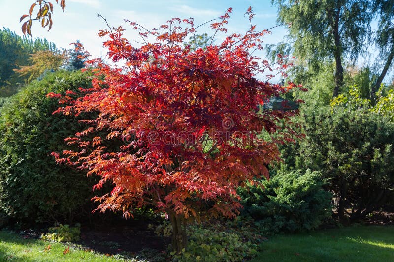 Young Tree of Japanese Maple with Red Leaves in Park Stock Image ...