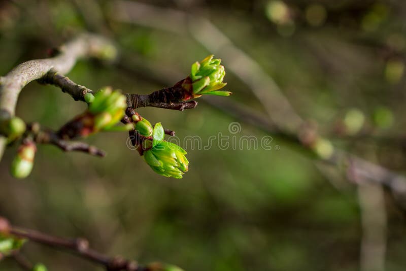 Young Tree Leaf and Bud. New Spring Foliage Appearing on Branches Stock ...