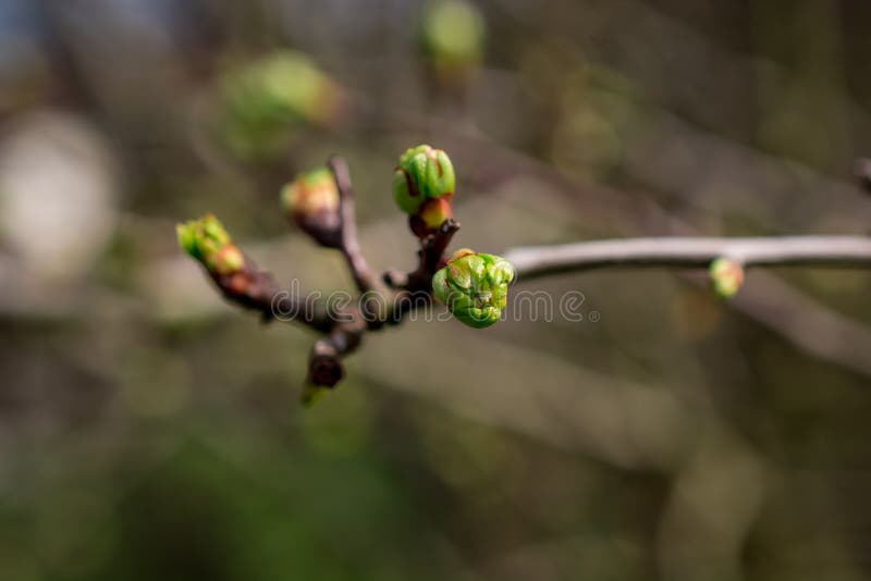 Young Tree Leaf and Bud. New Spring Foliage Appearing on Branches Stock ...