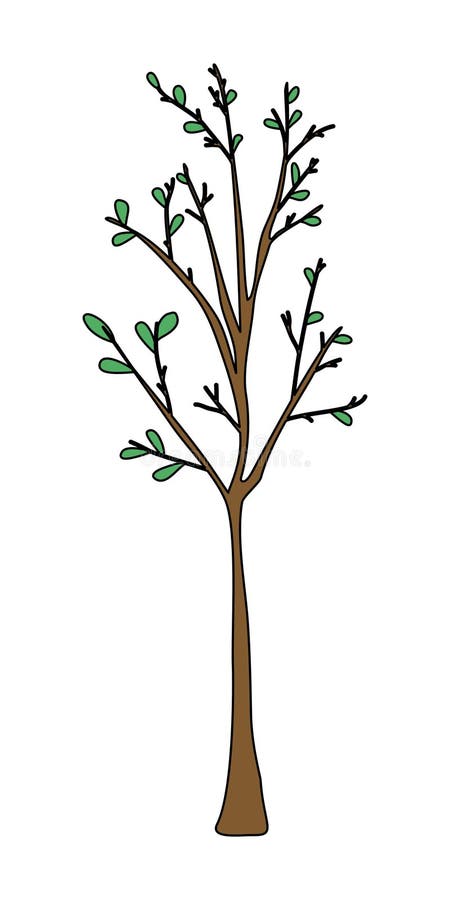 Young Tree with Leaves or Tree Seedling, Flat Style Vector Stock ...