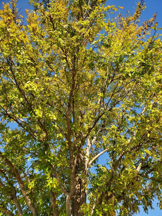 Young Tree with Light Leaves in Mid Morning Stock Image - Image of ...