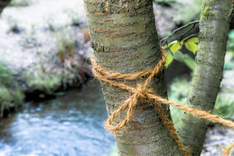 Young Tree with a Loop Tied Tightly To it Stock Photo - Image of nature ...