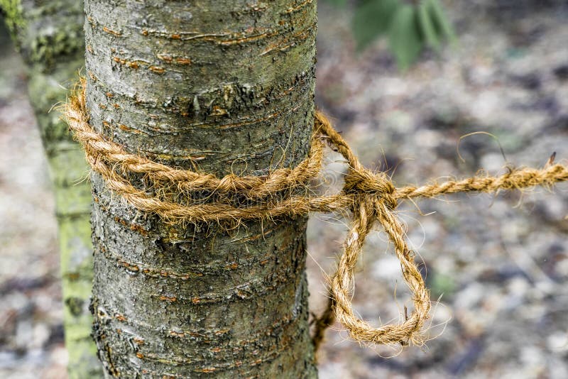 Young Tree with a Loop Tied Tightly To it Stock Photo - Image of nature ...