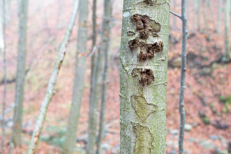 Young Tree in a Mountain Forest Stock Image - Image of outside ...