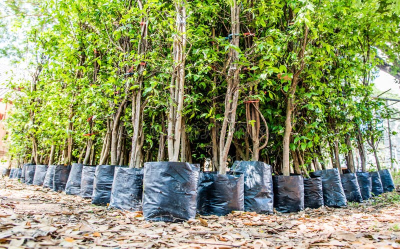 Young Tree Nursery Waiting for Plant Stock Image - Image of thailand ...