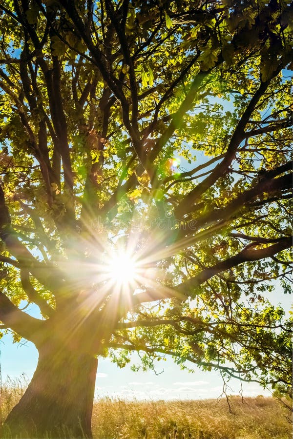 A Young Tree Oak Tree with Sunlight in the Branches Stock Image - Image ...