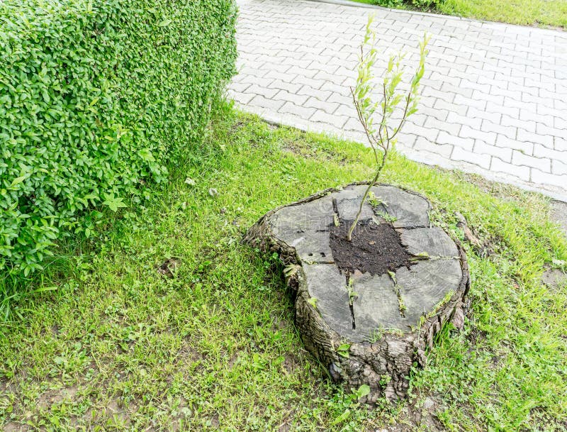 Young tree from old stump stock photo. Image of tree - 212127580