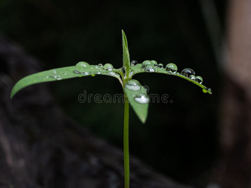 Young tree plant growing stock photo. Image of small - 257045250