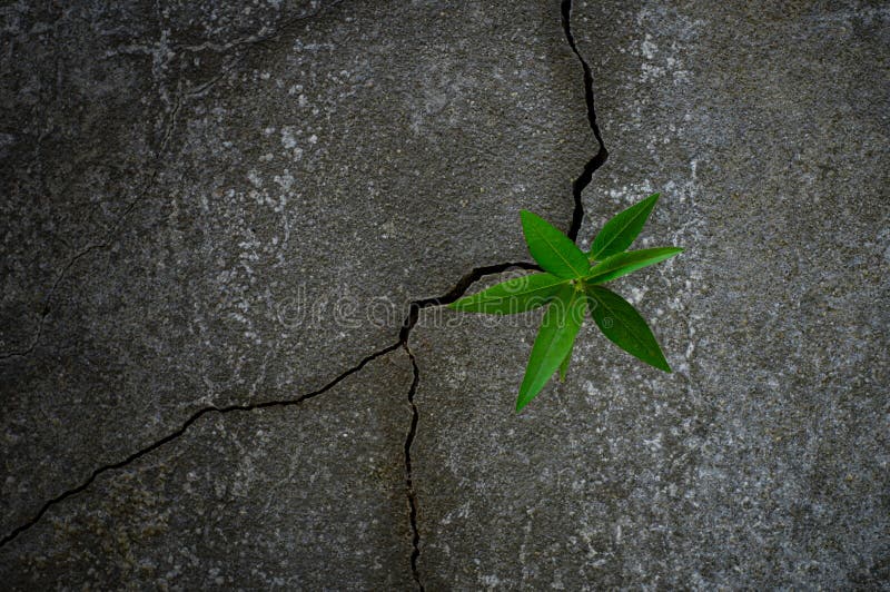 Young Tree Plant Growing through the Cracked Concrete Floor Stock Photo ...