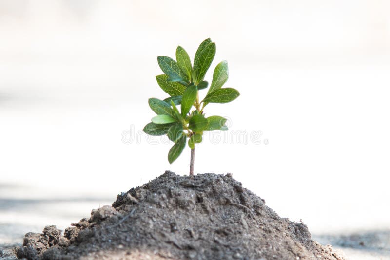 Young Tree or Plant Growing Stock Image - Image of clean, season: 161755489