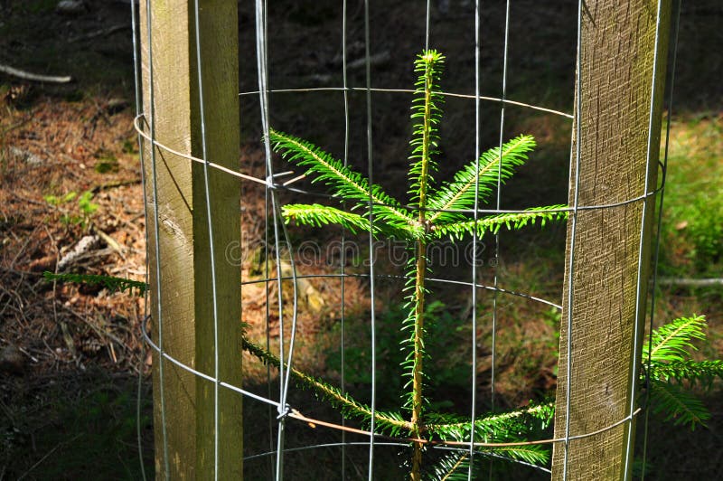 Young Tree Plant Protection Stock Photo - Image of young, tree: 33116948