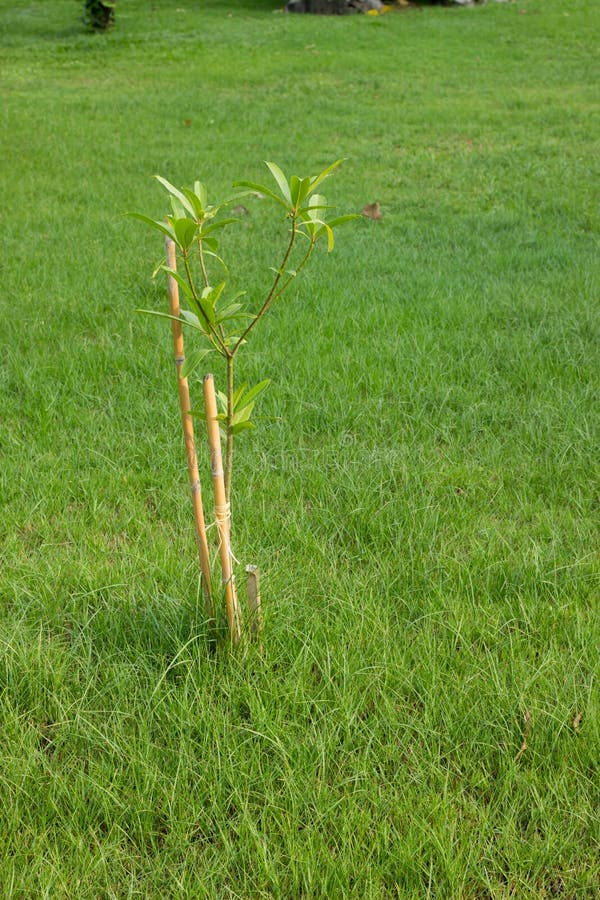 Young Tree with the Poles stock photo. Image of lonely - 53352282