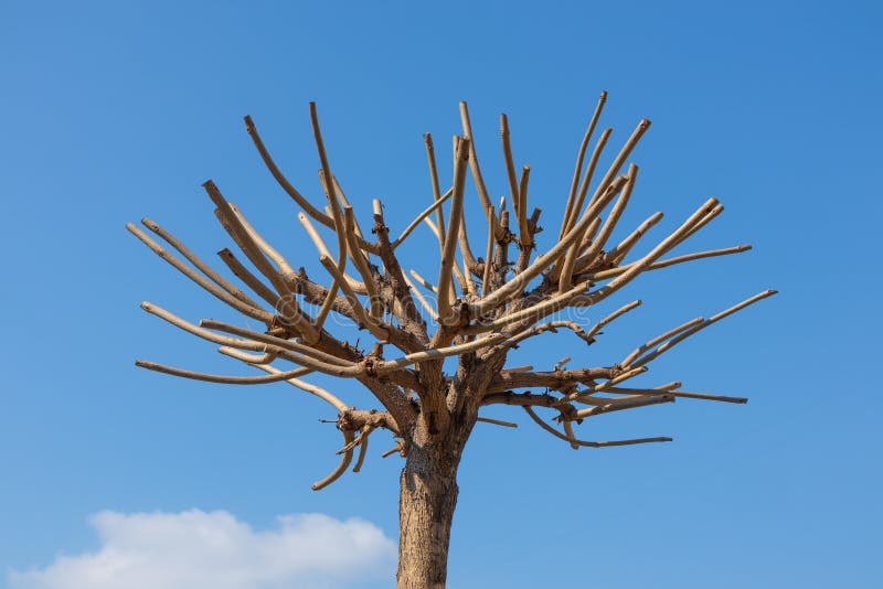 Young Tree with Pruned Shaped Branches without Leaves, Pruning Garden ...