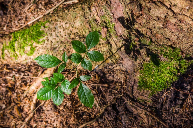 Young Tree Rising Next To an Old Pine Tree Stock Photo - Image of power ...