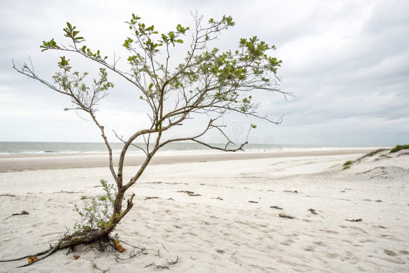 Young Tree on Sandy Beach stock illustration. Illustration of tree ...
