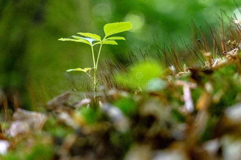 Young Tree Saplings Sprout from the Forest Floor, Bathed in Soft Spring ...