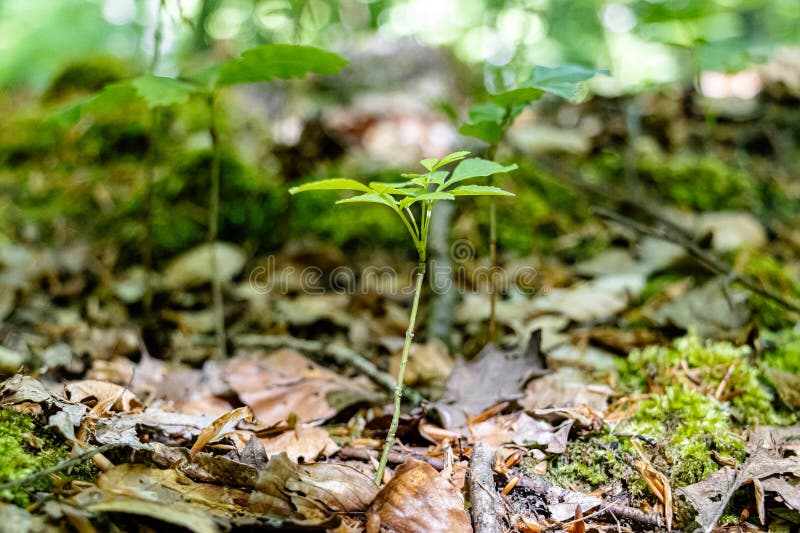 Young Tree Saplings Sprout from the Forest Floor, Bathed in Soft Spring ...
