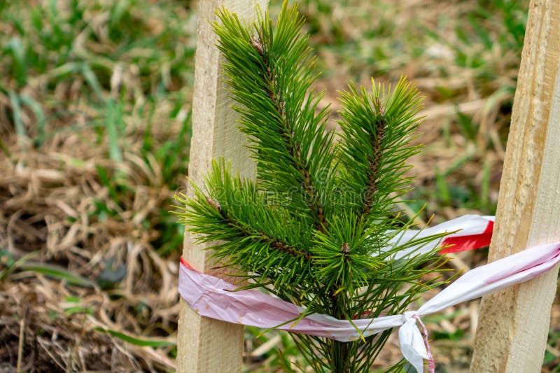 Young Tree Seedling Wrapped Protection Garden Stock Photos - Free ...