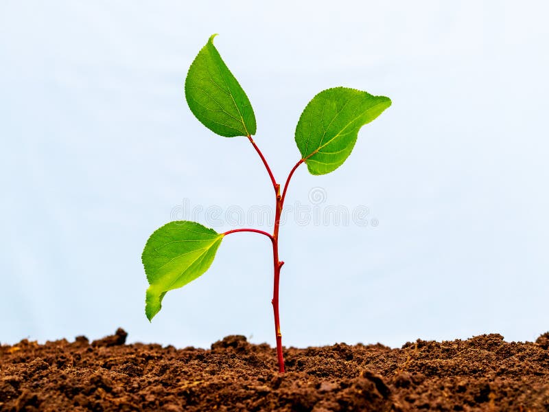 Young Tree Shoot with Green Leaves Growing Outdoors Stock Image - Image ...