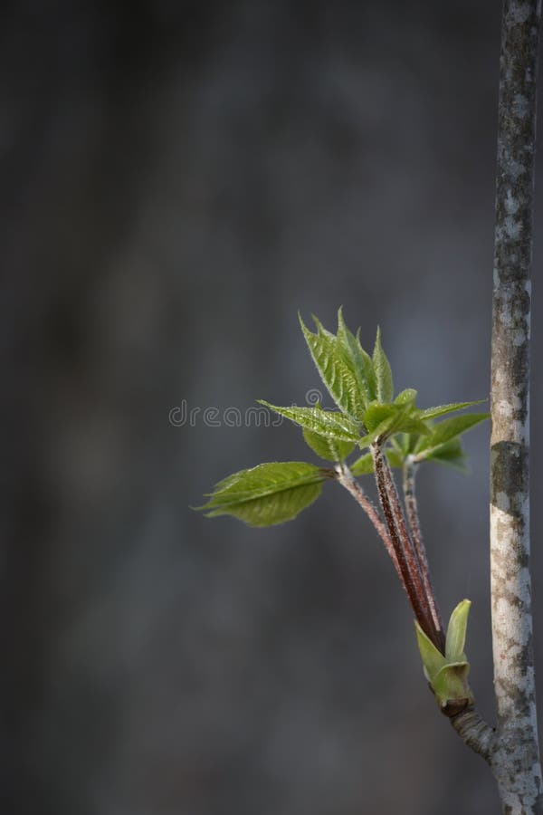 Young Tree Shoot and Green Leaves Growing on Tree Trunk on Dark Grey ...