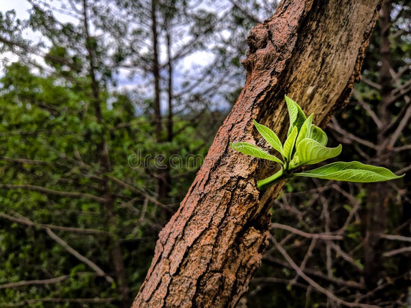 New Young Shoots On The Tree. Stock Image - Image of happiness ...