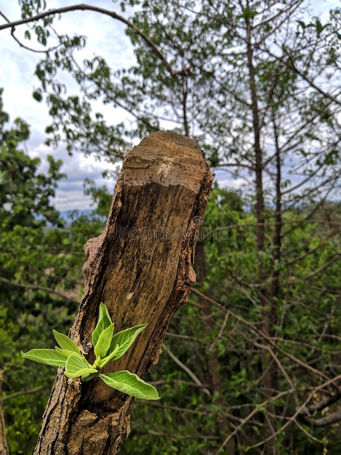 The young tree shoots stock photo. Image of leaf, organic - 156257234