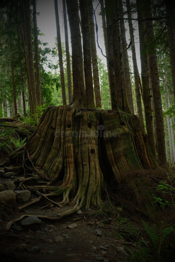 Young Tree Sprouting from Old Tree Stock Photo - Image of season, roots ...