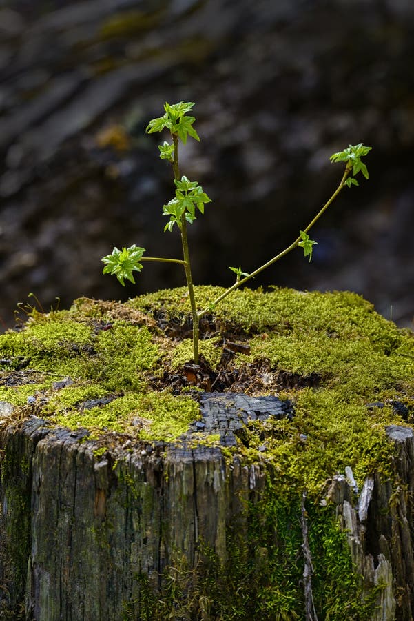 A Young Tree Sprouts from an Old, Dead Stump Stock Photo - Image of ...