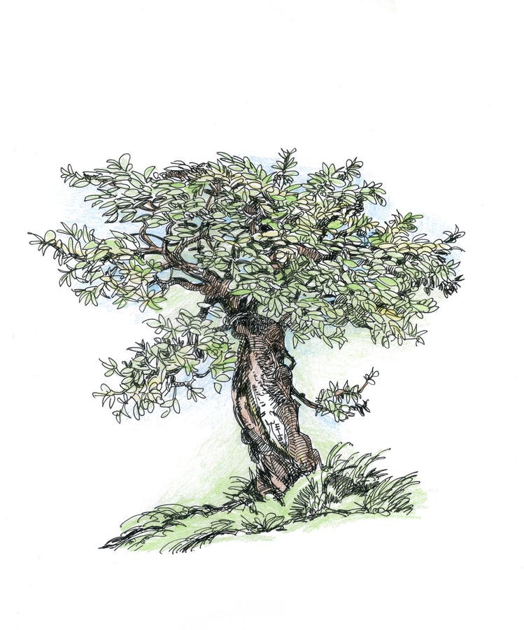 A Young Tree. Style of Bonsai. Stock Illustration - Illustration of ...