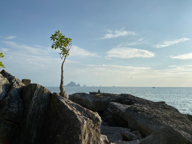 Young Tree Surrounded by Rock Cliffs with a Beach in the Distance Stock ...