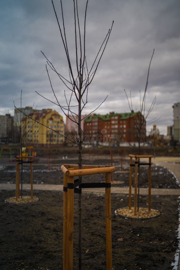 Young Tree Tied. Newly Planted Trees, with Three Stakes for Support. a ...