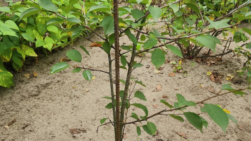 A Young Tree Tied To an Iron Rod for Fixation Stock Video - Video of ...