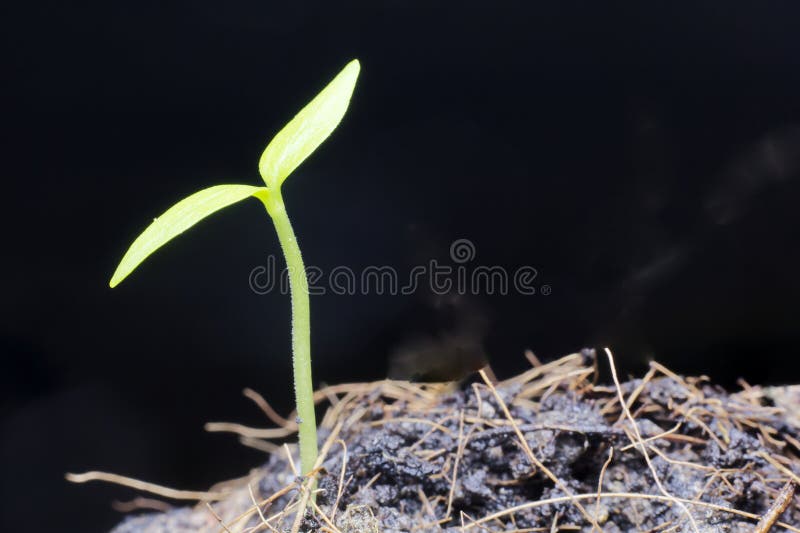 Young tree stock image. Image of small, nature, care - 159818579
