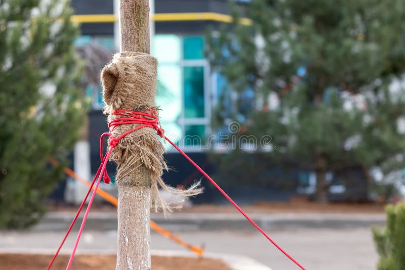 Burlap Wrapped Trees Stock Photos - Free & Royalty-Free Stock Photos ...