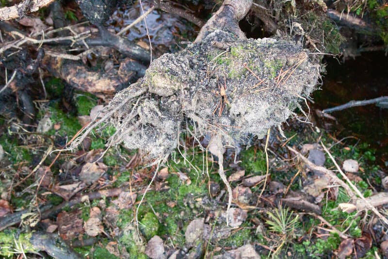 Young Tree Upturned by Wind after Forest Soil Fire Stock Image - Image ...