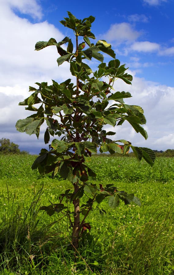 Young Tree stock photo. Image of close, young, timber - 37018734