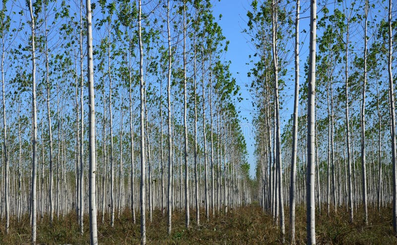 Young trees stock photo. Image of land, forest, impenetrable - 198032446