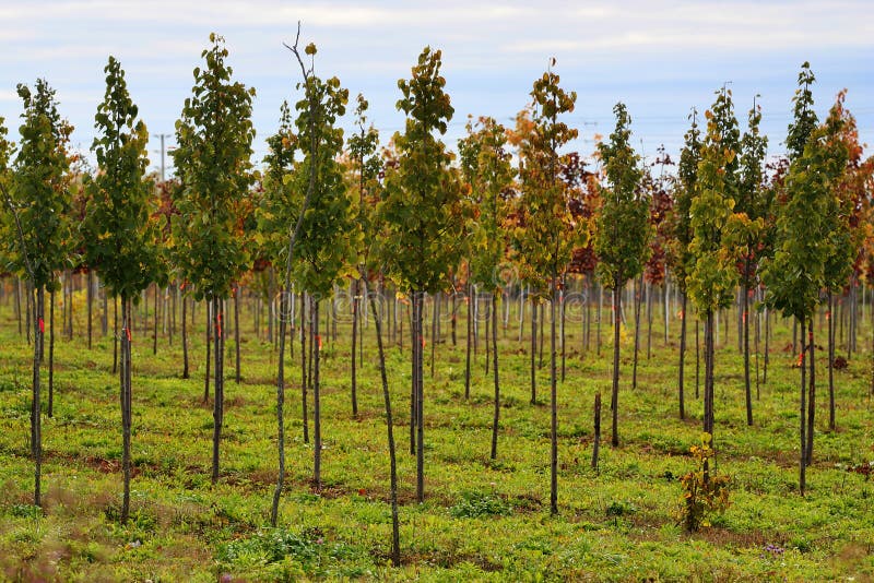 Spruce trees nursery stock photo. Image of trees, nature - 20450846