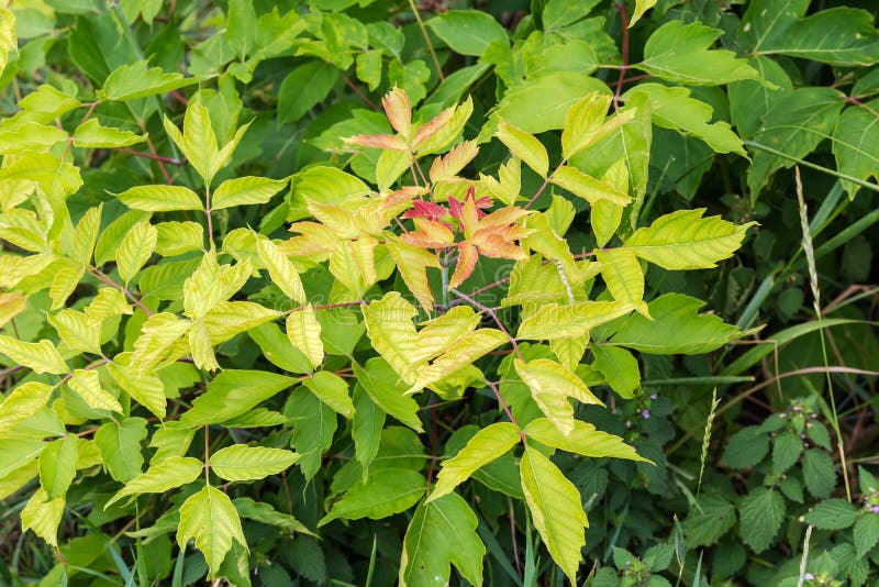 Young Trees of Ash-leaved Maple among the Grass Stock Photo - Image of ...