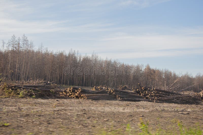 Young Trees Burned Down in a Forest Fire Stock Photo - Image of nature ...