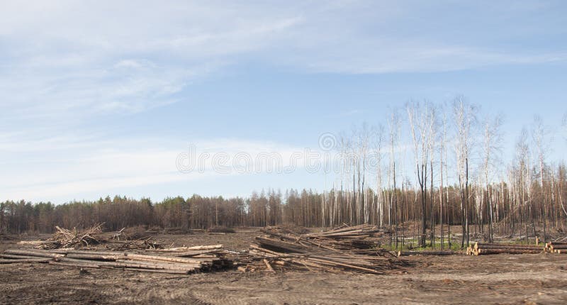 Young Trees Burned Down in a Forest Fire Stock Photo - Image of heat ...