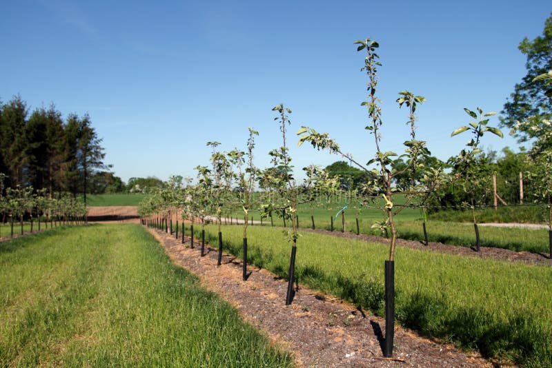 Young Trees in Cider Apple Orchard Stock Image - Image of cultivated ...